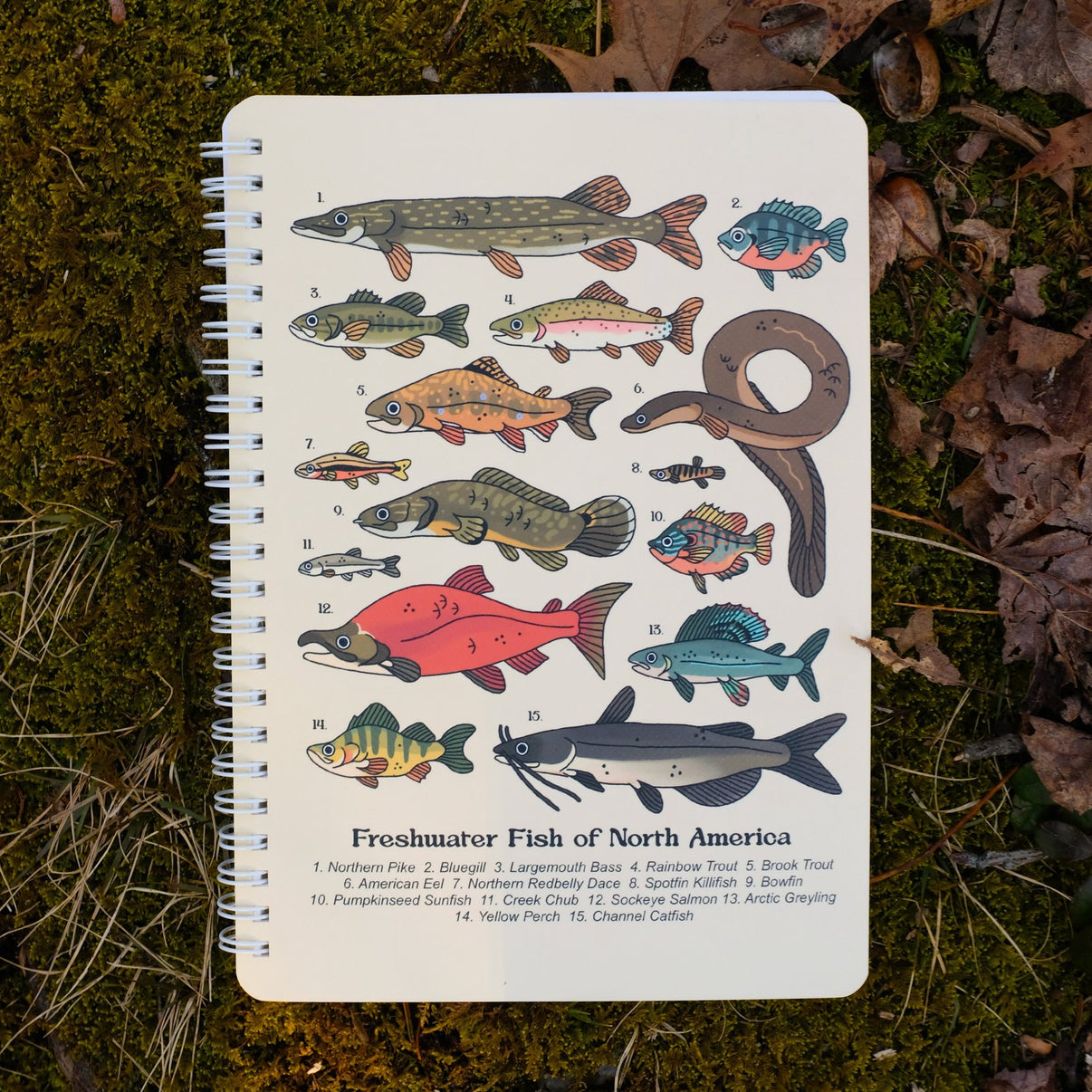 Freshwater Fish Sticker Collecting Book – Camp Mustelid